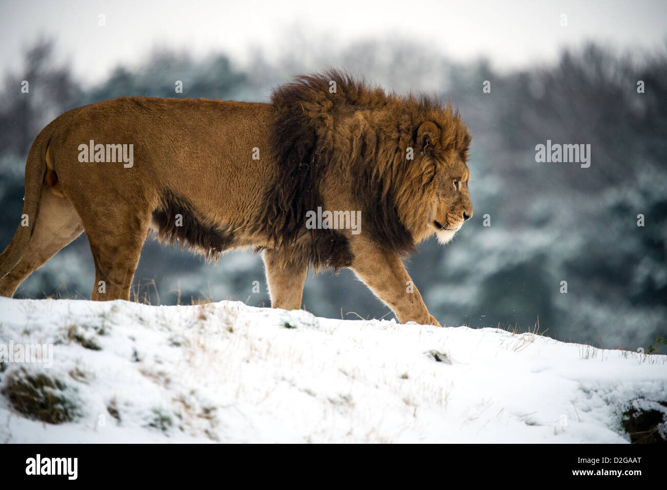 Lion snow hi-res stock photography and images - Alamy