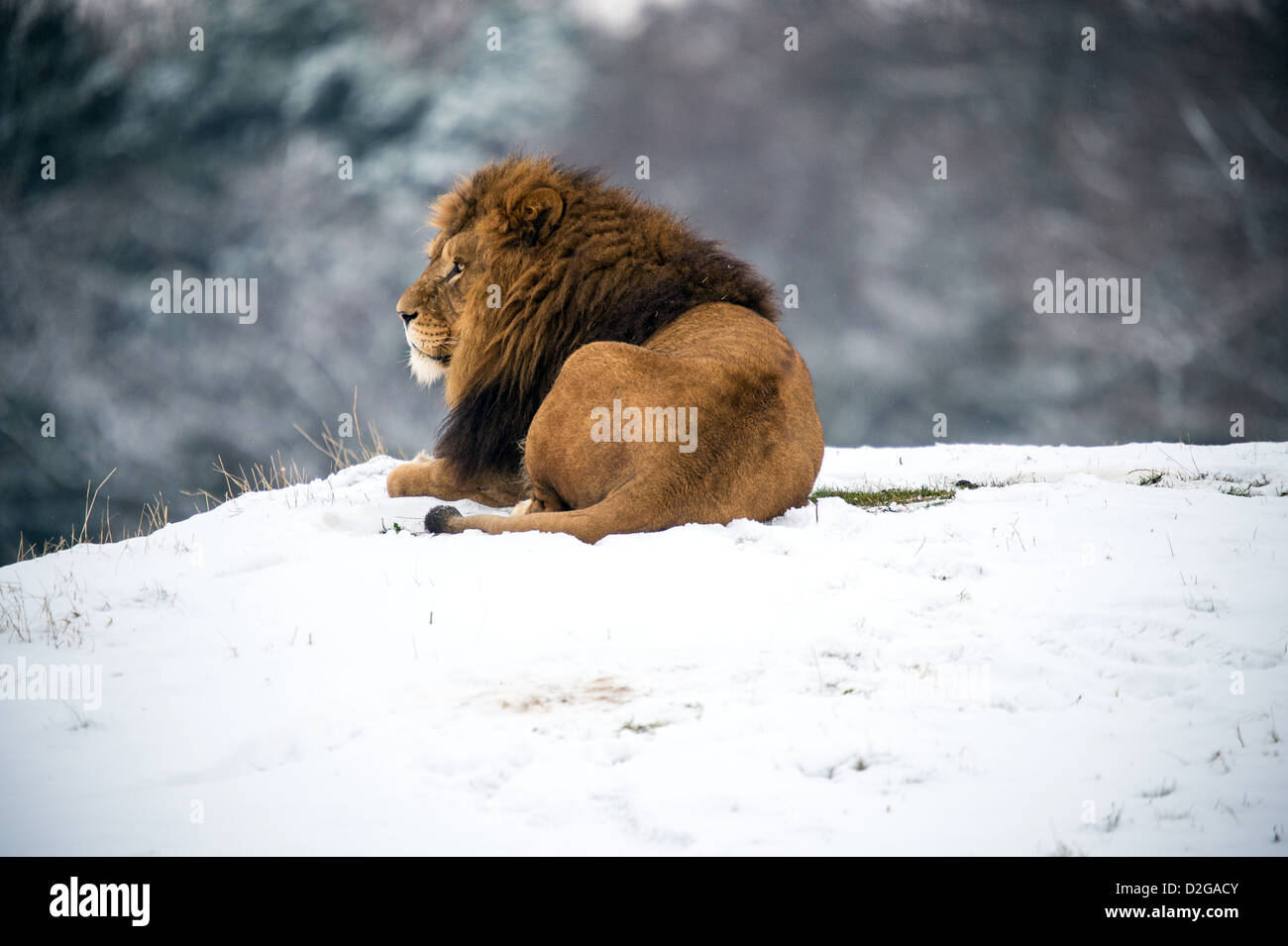 Lioness snow hi-res stock photography and images - Alamy