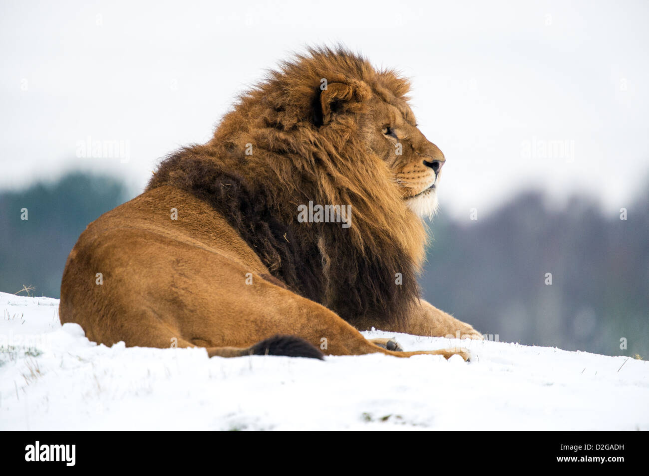 Snow lion hi-res stock photography and images - Alamy