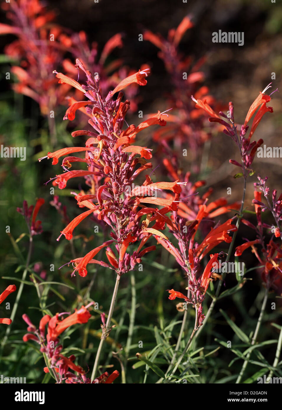 Threadleaf Giant Hyssop, Agastache rupestris, Lamiaceae. Aka Licorice ...