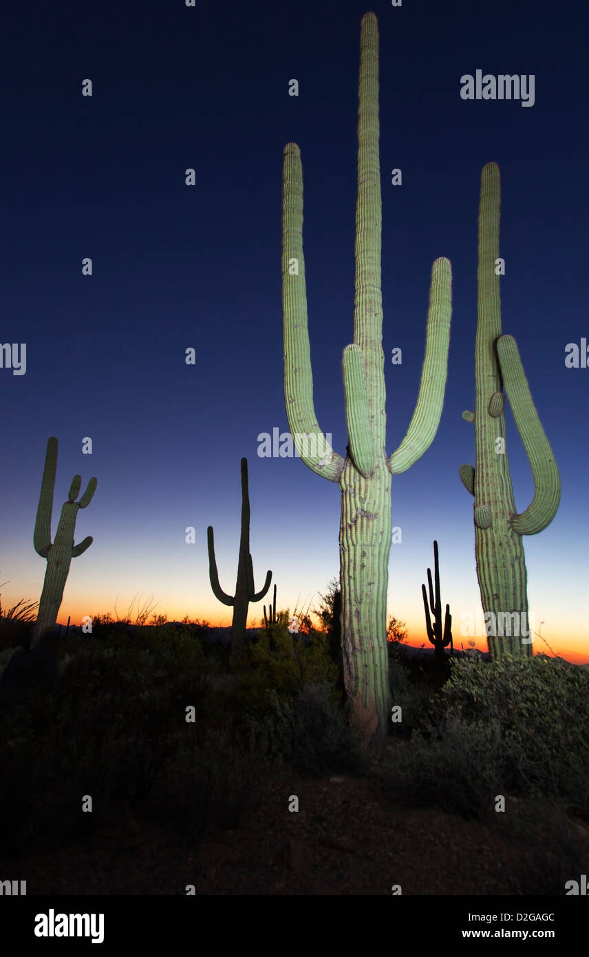 Arizona saguaro cactus at night hi-res stock photography and images - Alamy