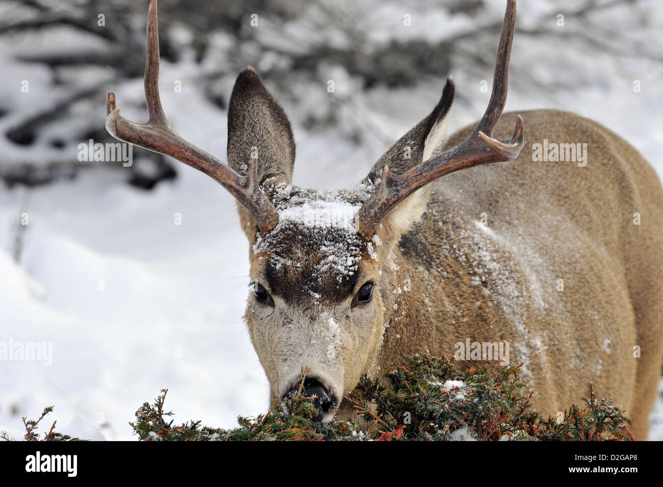 Mule deer buck hi-res stock photography and images - Alamy