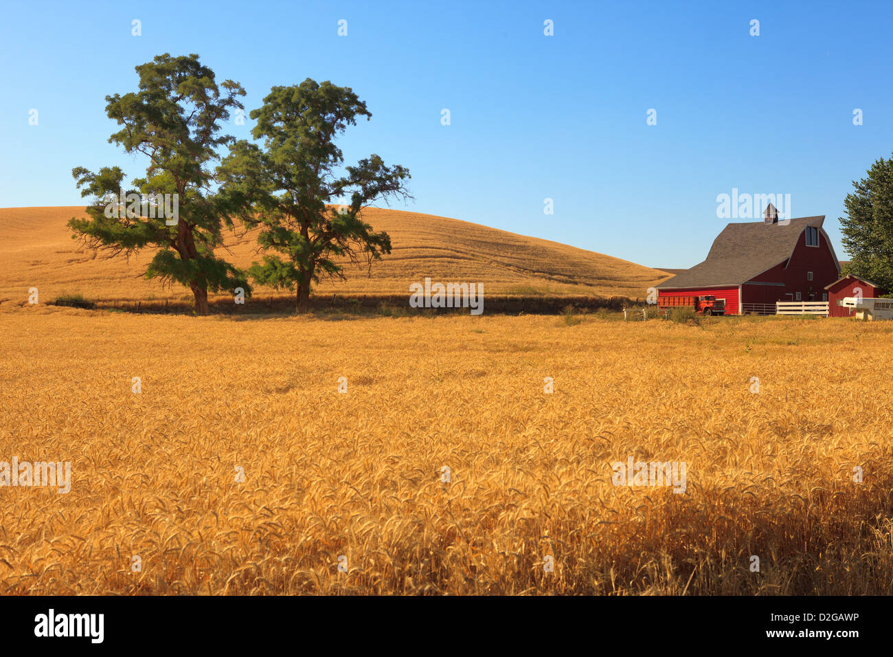 Golden Fields and Red Barn in Palouse, Washington Stock Photo - Alamy