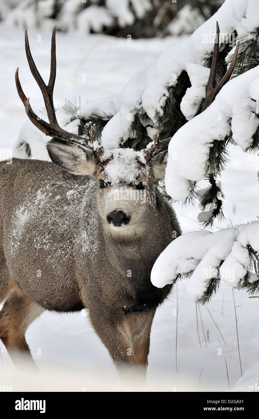 Photo Deer In Snowy Pines
