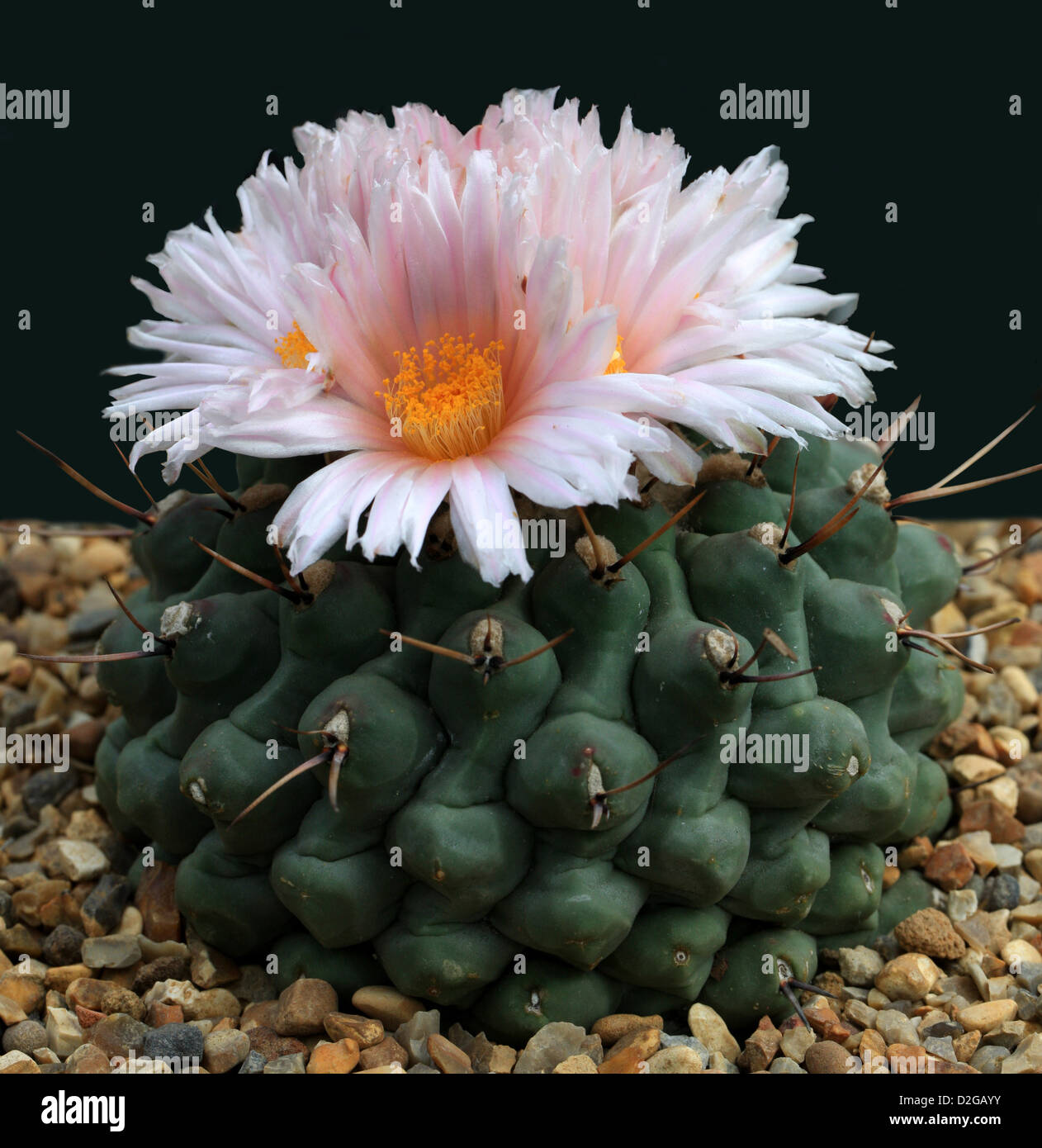 Cactus, Thelocactus rinconensis, Cactaceae. North East Mexico Stock ...