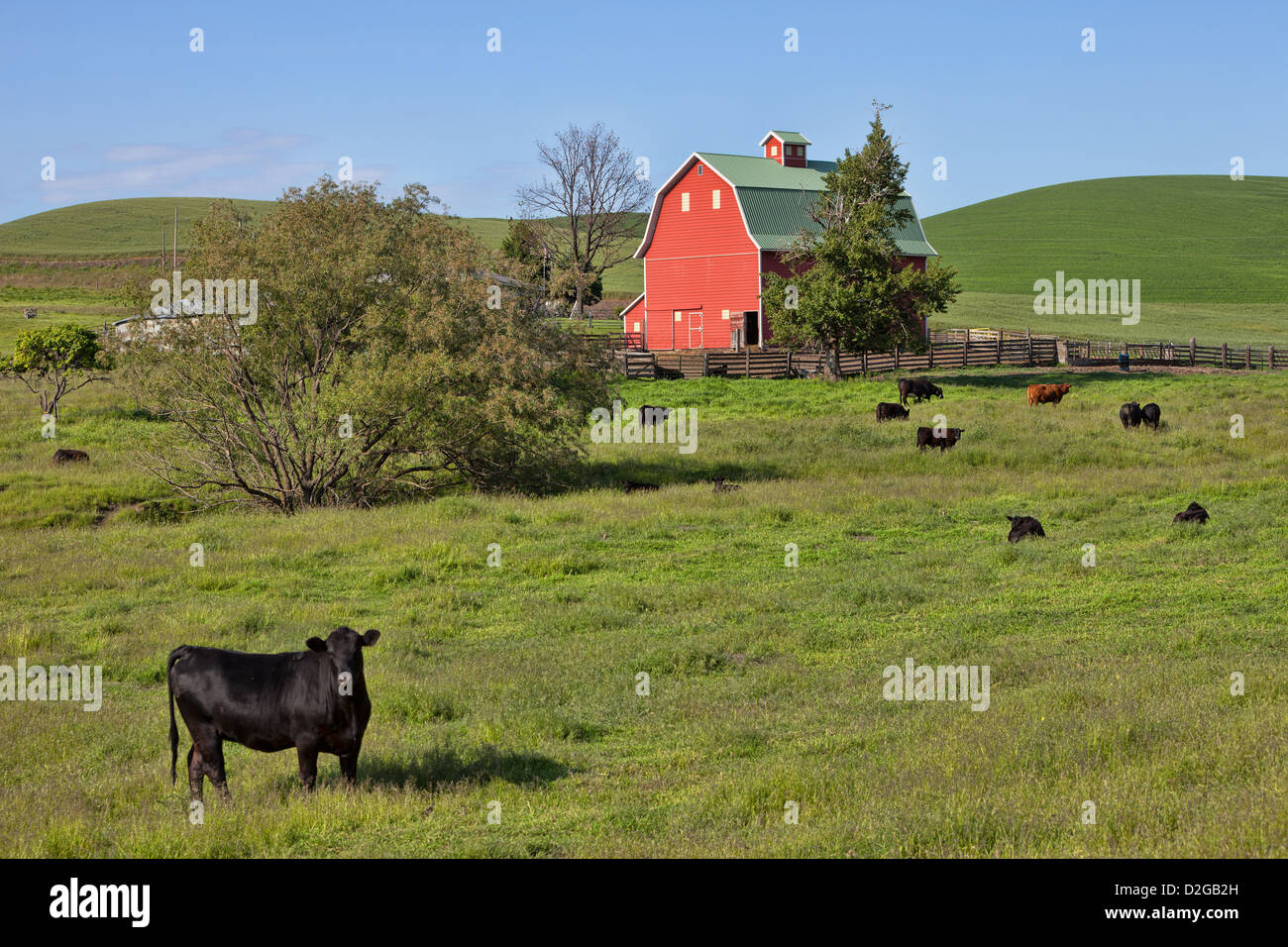Red Barn Cow High Resolution Stock Photography and Images - Alamy