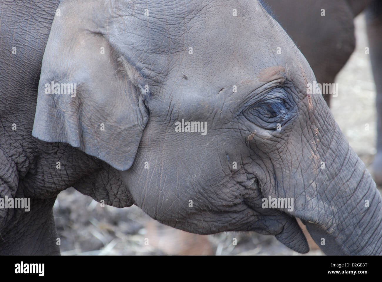 Baby elephant head hi-res stock photography and images - Alamy