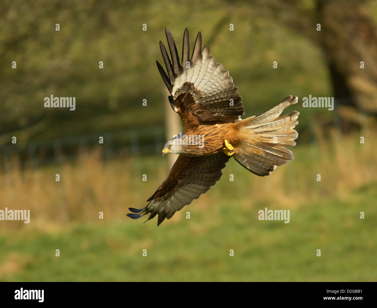 Red Kite in flight Stock Photo - Alamy