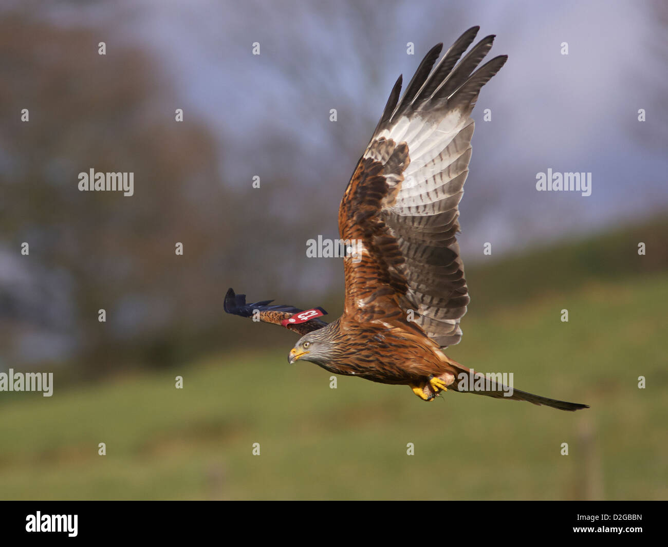 Red Kite in flight Stock Photo - Alamy