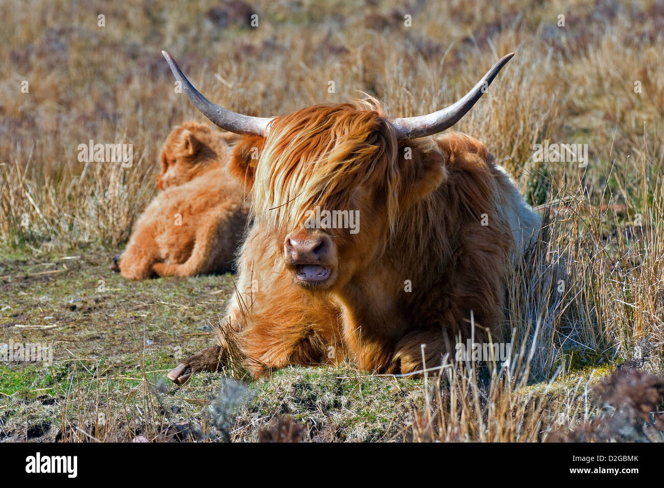 Highland cow sat down in field chewing the cud, taken near Laide in ...