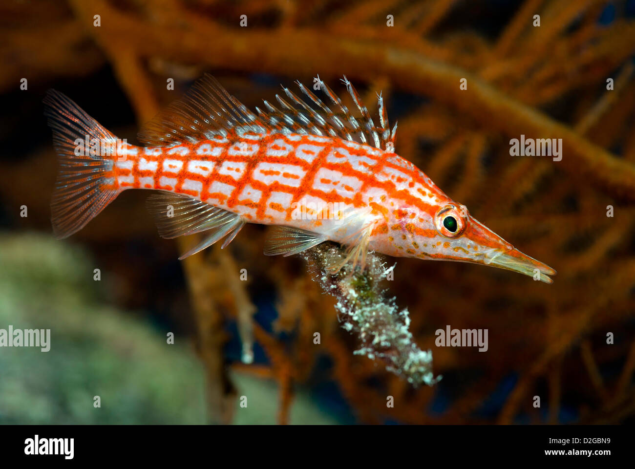 Longnose Hawkfish, Oxycirrhites typus in a Soft Coral, Great Barrier ...