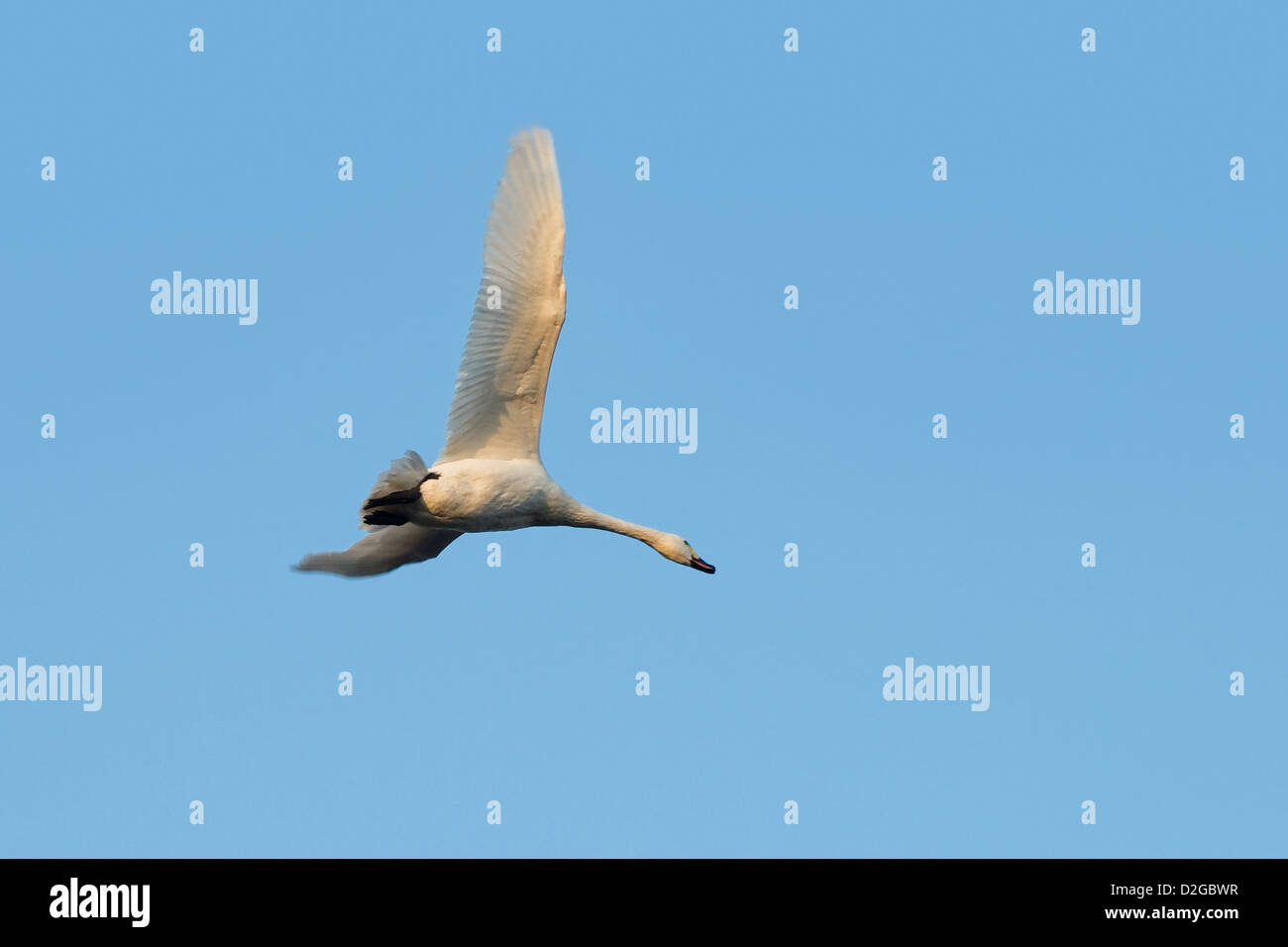 Swan in flight flying bird hi-res stock photography and images - Alamy