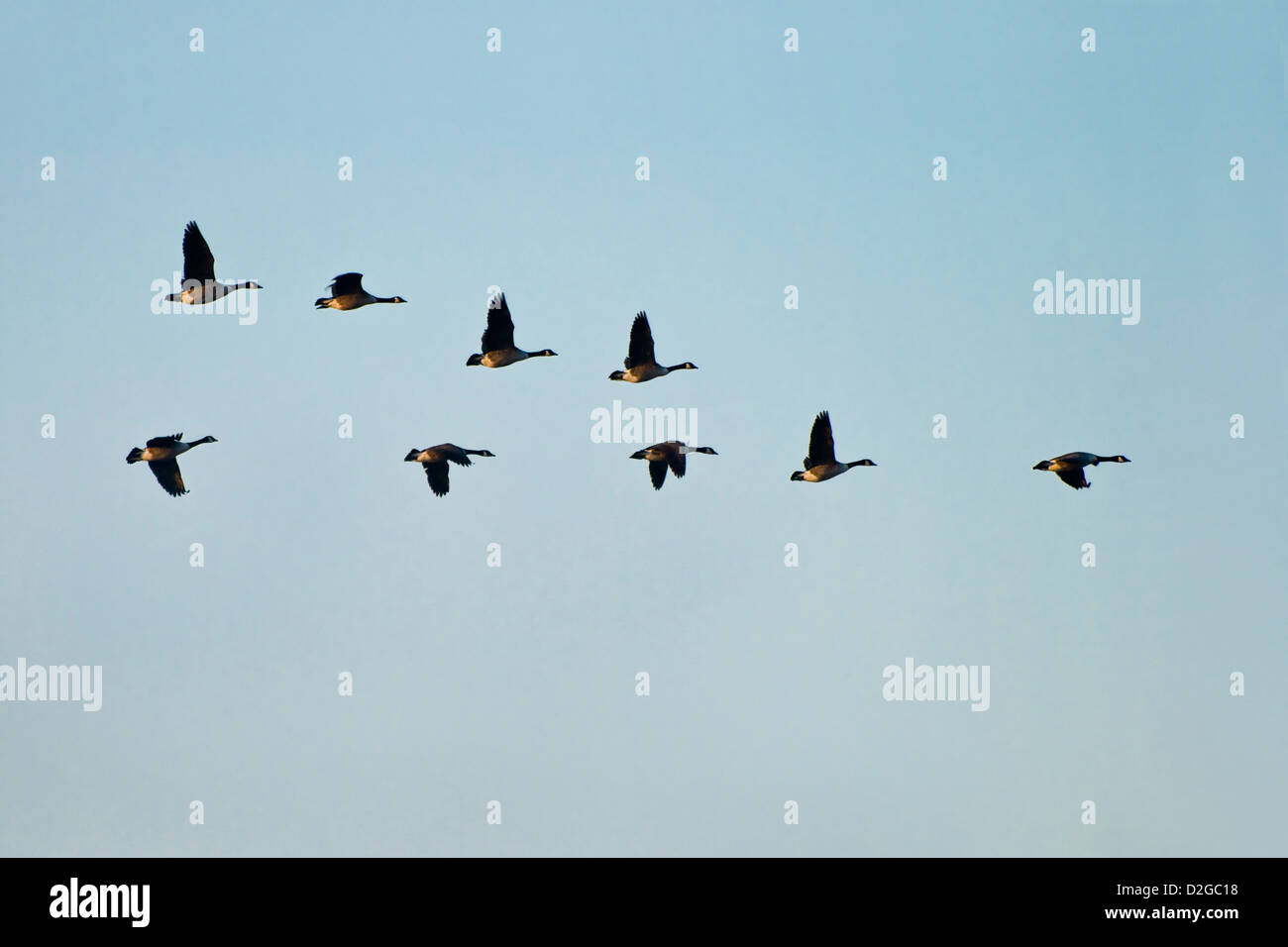 A small flock of Canada geese flying in a 'V' shaped formation against ...