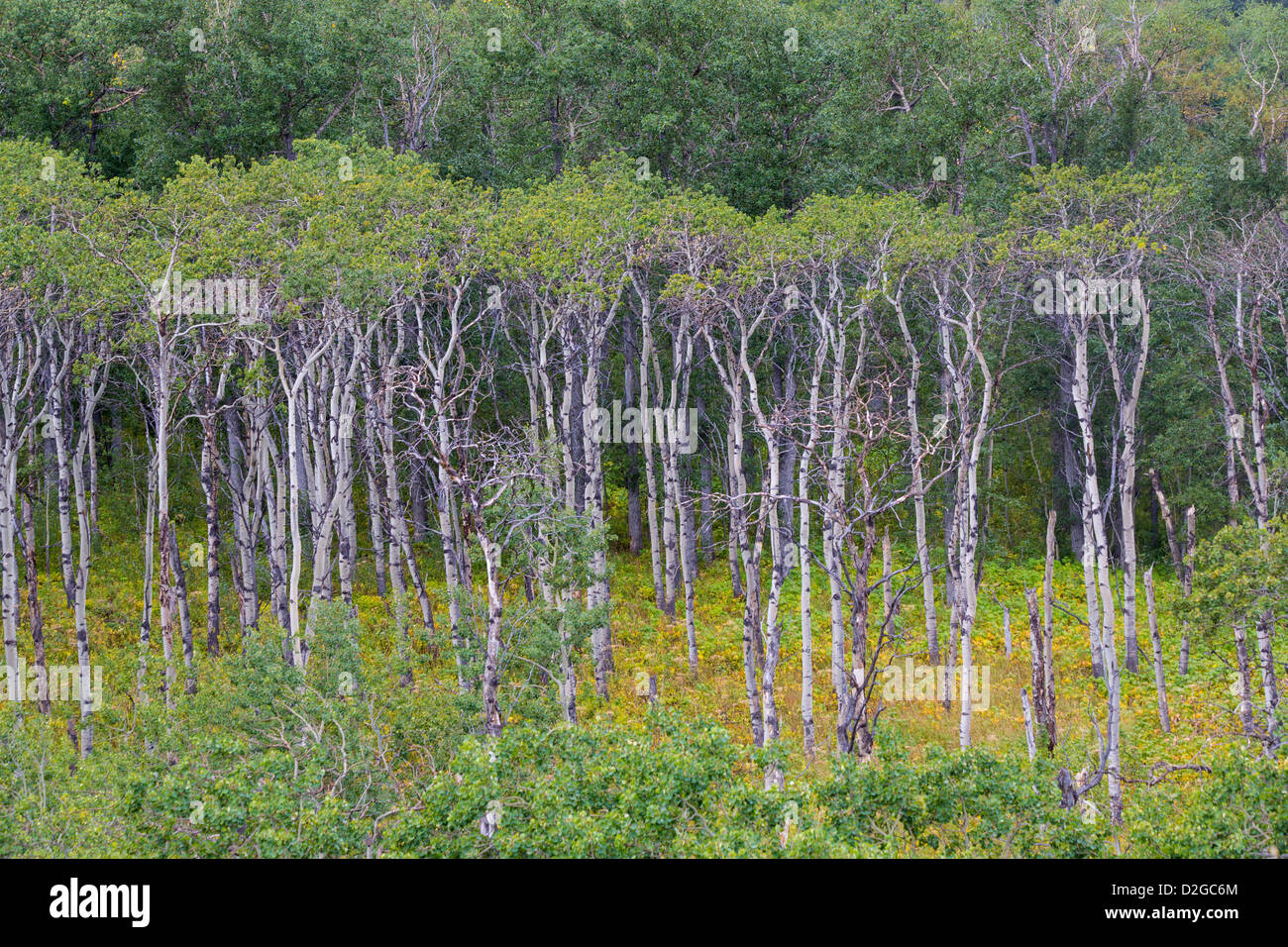 Trees along Red Rock Parkway in Waterton Lakes National Park in Alberta ...