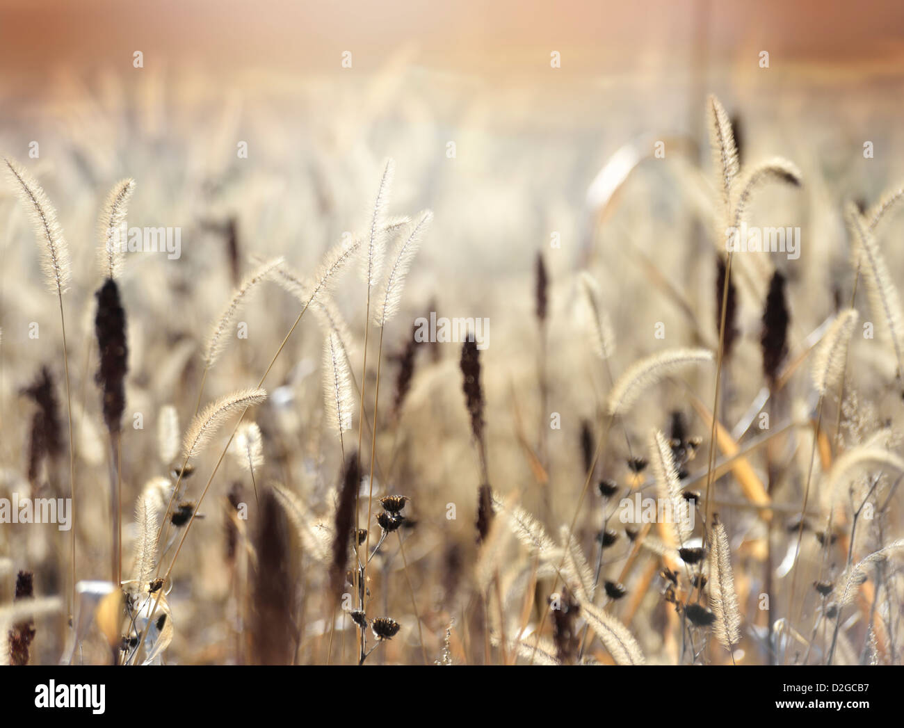 Field At Sunset,Close Up Stock Photo - Alamy