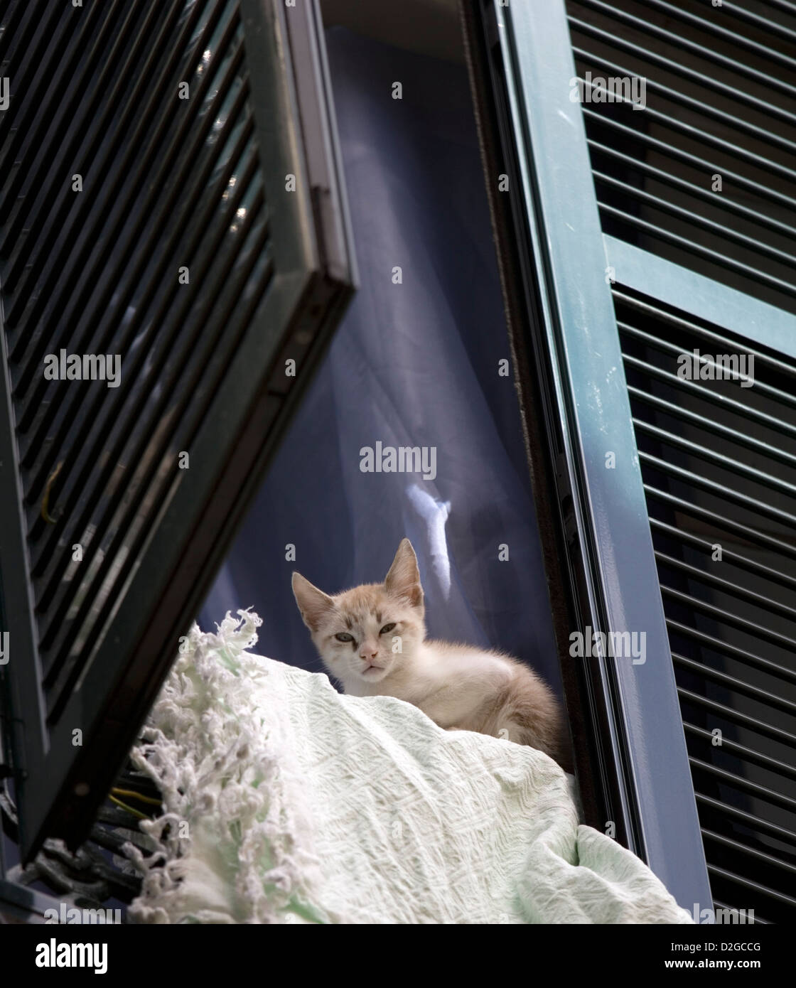 A cute kitten in the sun on a window ledge in the old town of Funchal ...