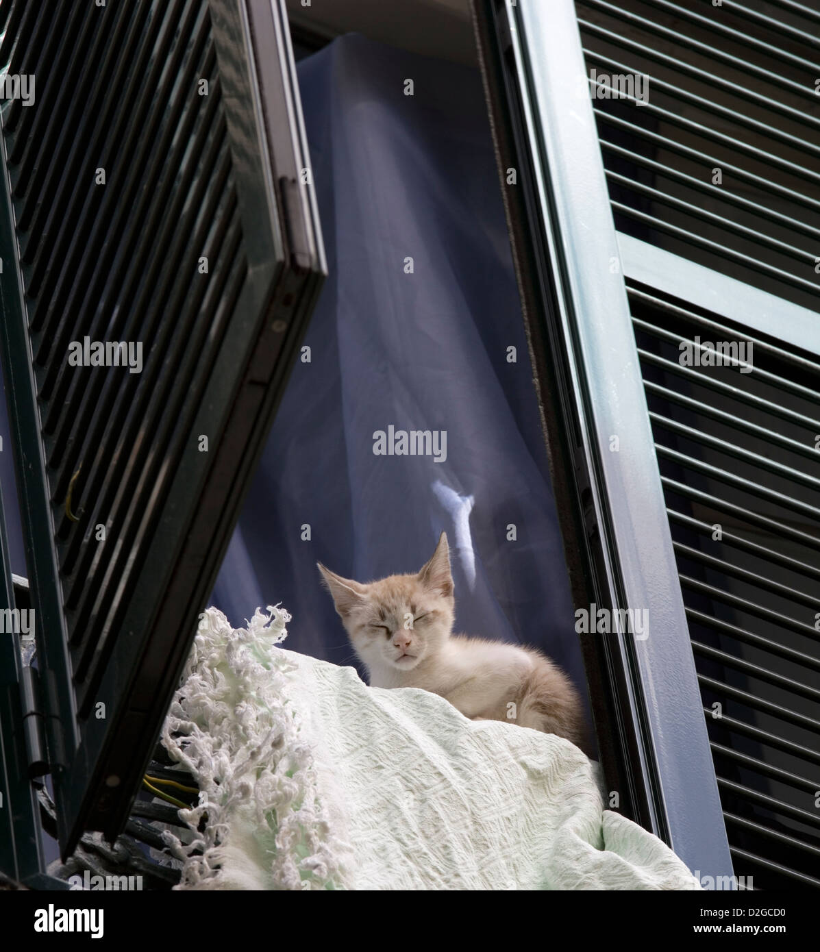 A drowsy kitten dreaming in the sun on a window ledge in the old town ...