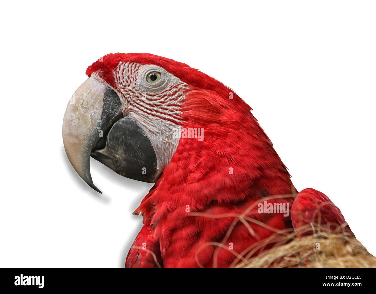 Parrot on white background Stock Photo - Alamy