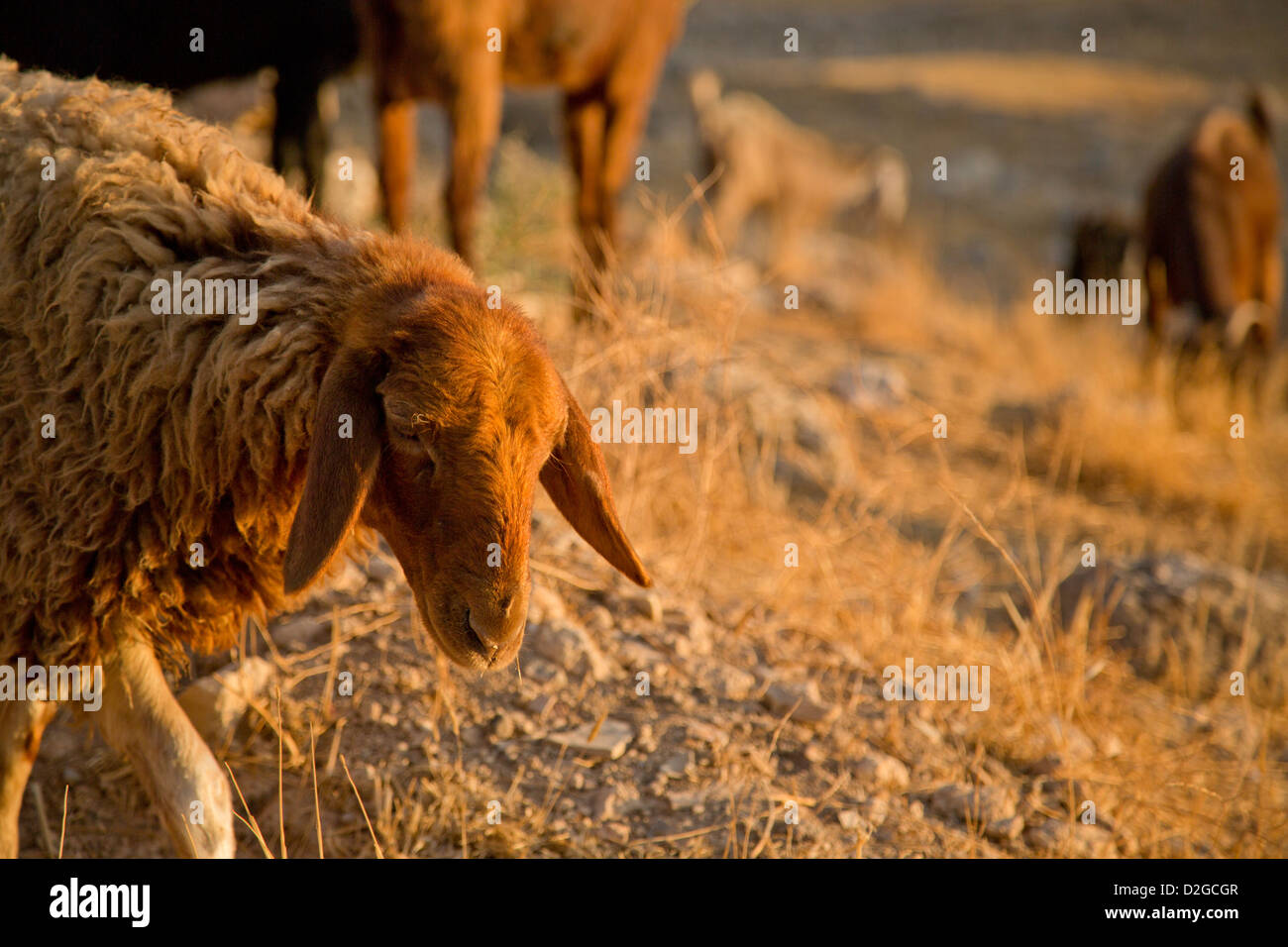Middle eastern sheep in Jordan Stock Photo - Alamy