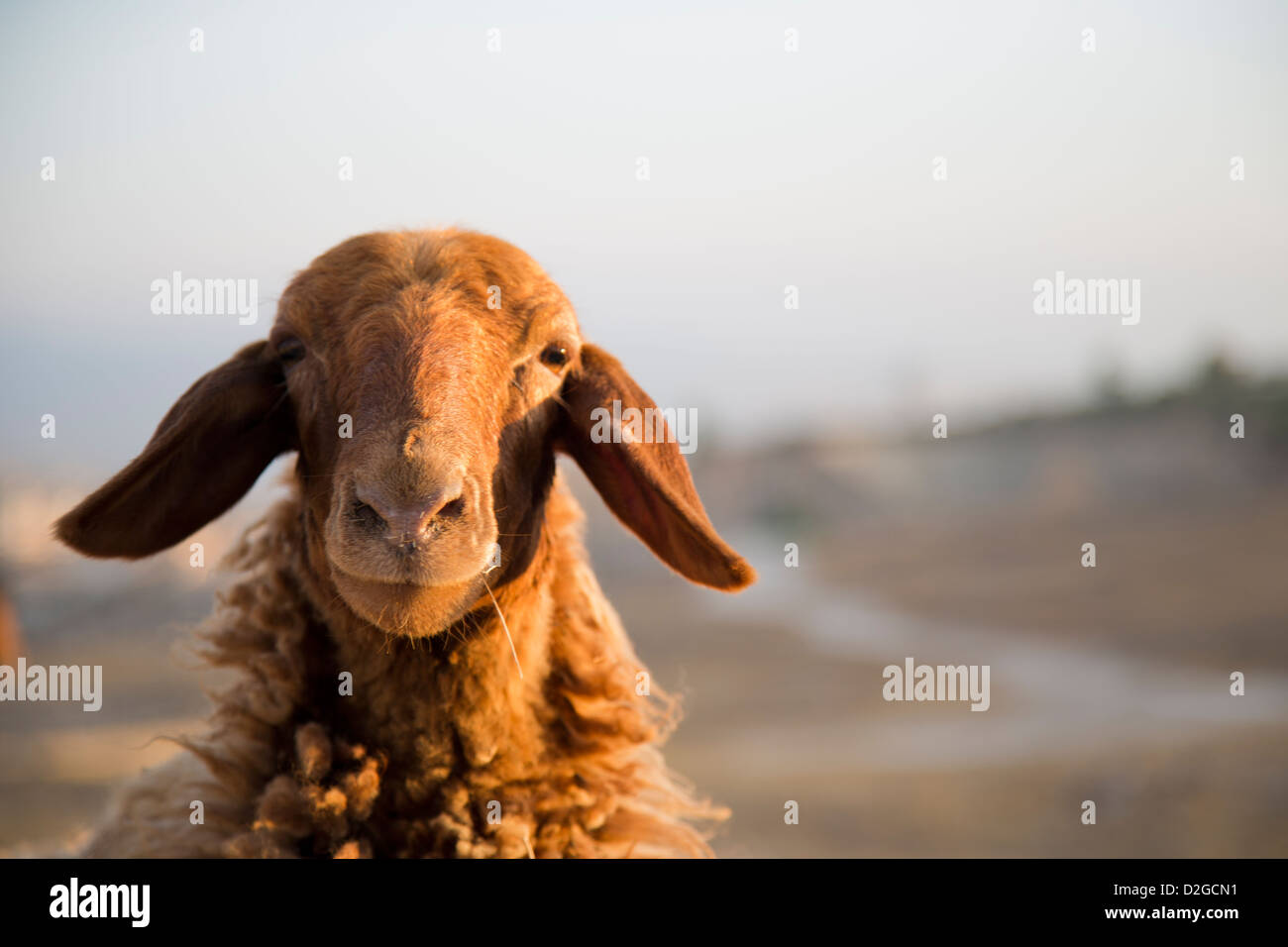 Middle eastern sheep in Jordan Stock Photo - Alamy