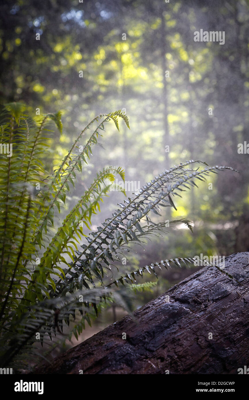 Pteridophyta, ferns growing on the damp forest floor, and a damp log ...