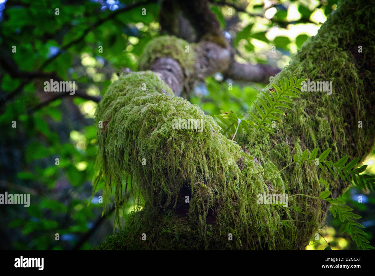 moss and ferns growing on a tree in the forest Stock Photo - Alamy