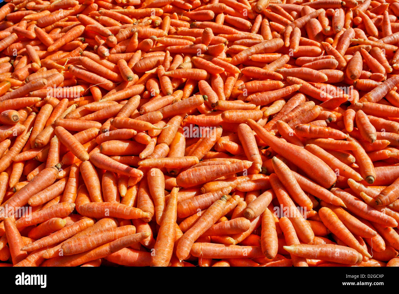Lots of orange carrots Stock Photo - Alamy
