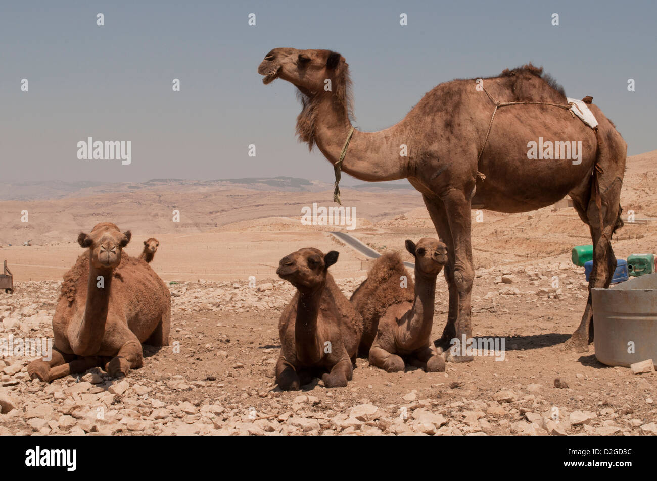 Camels in Jordan Stock Photo - Alamy