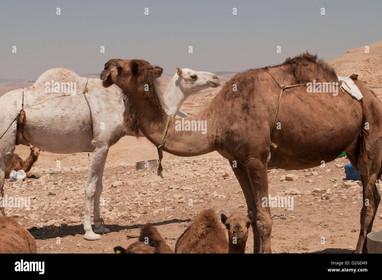 Camels in Jordan Stock Photo - Alamy