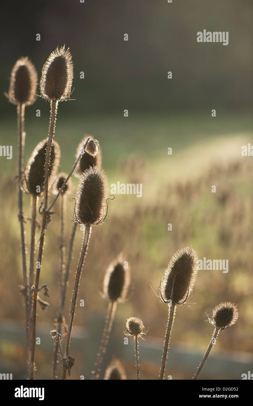Seed heads of Teasel, Dipsacus fullonum, in late Autumn Stock Photo - Alamy