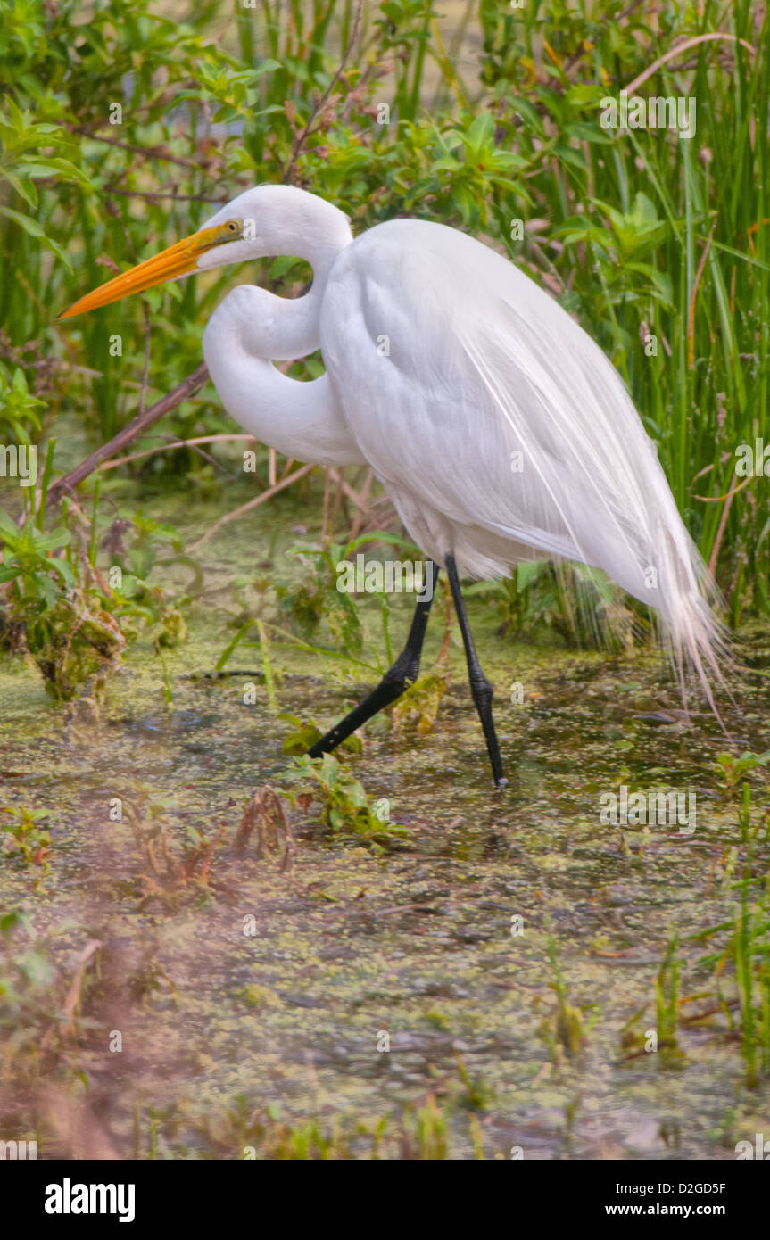 Great Egret at the Florida Botanical Gardens in Largo, Florida Stock ...