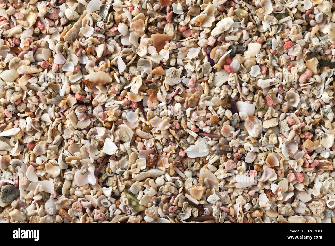 Crushed seashells on summer beach as background Stock Photo - Alamy