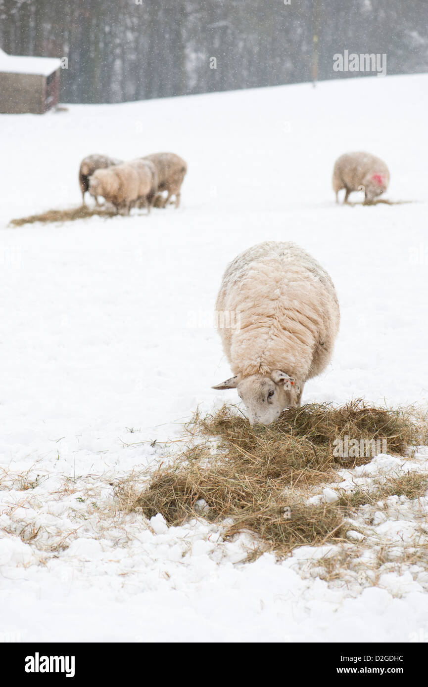 Freezing sheep hi-res stock photography and images - Alamy