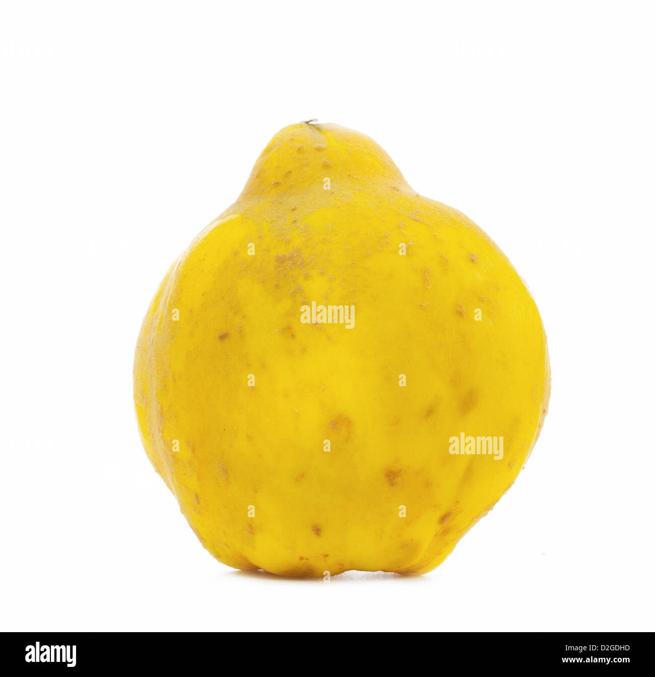 Quince apple on white background Stock Photo - Alamy