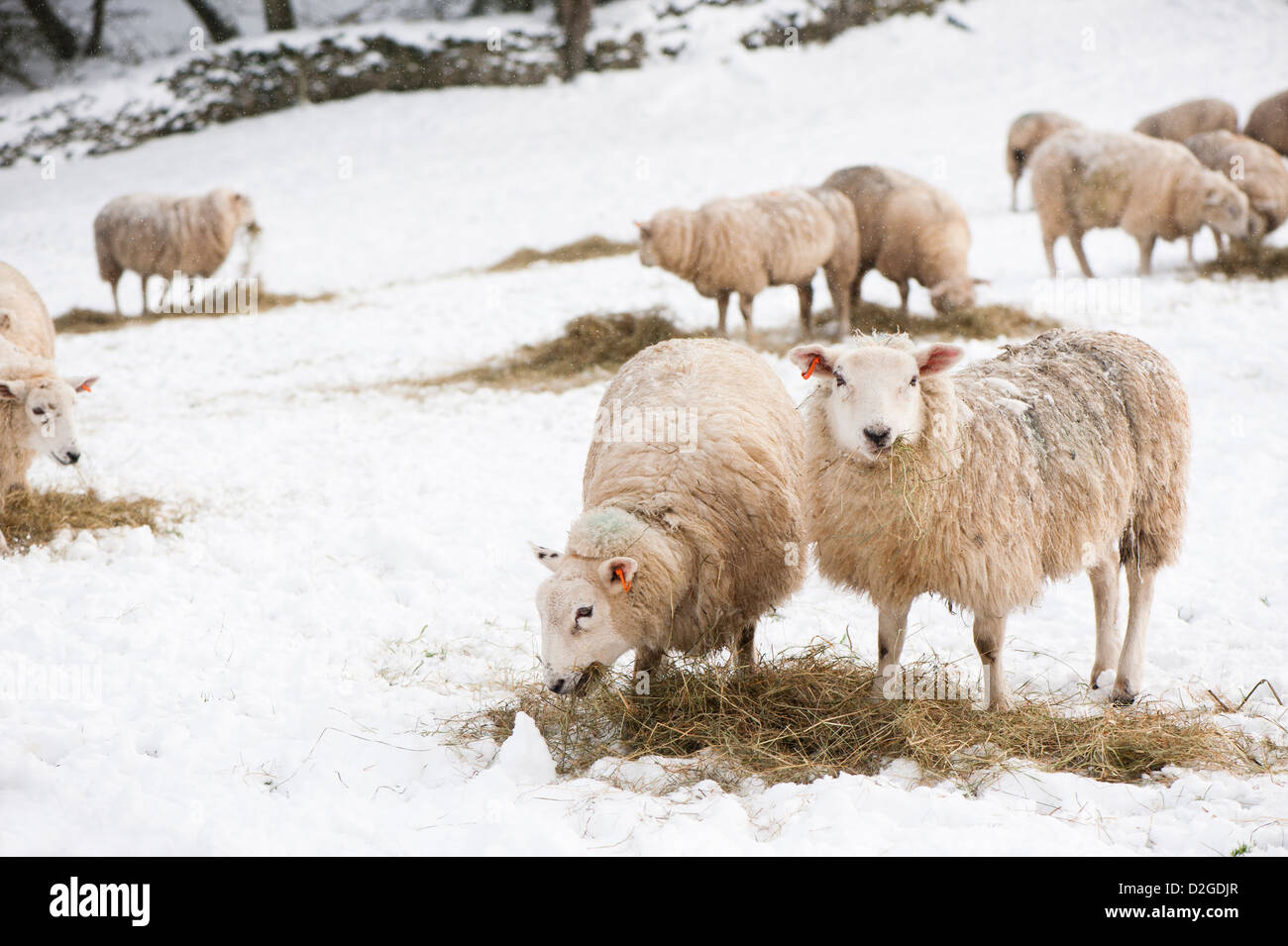 Sheep eating in snow hi-res stock photography and images - Alamy