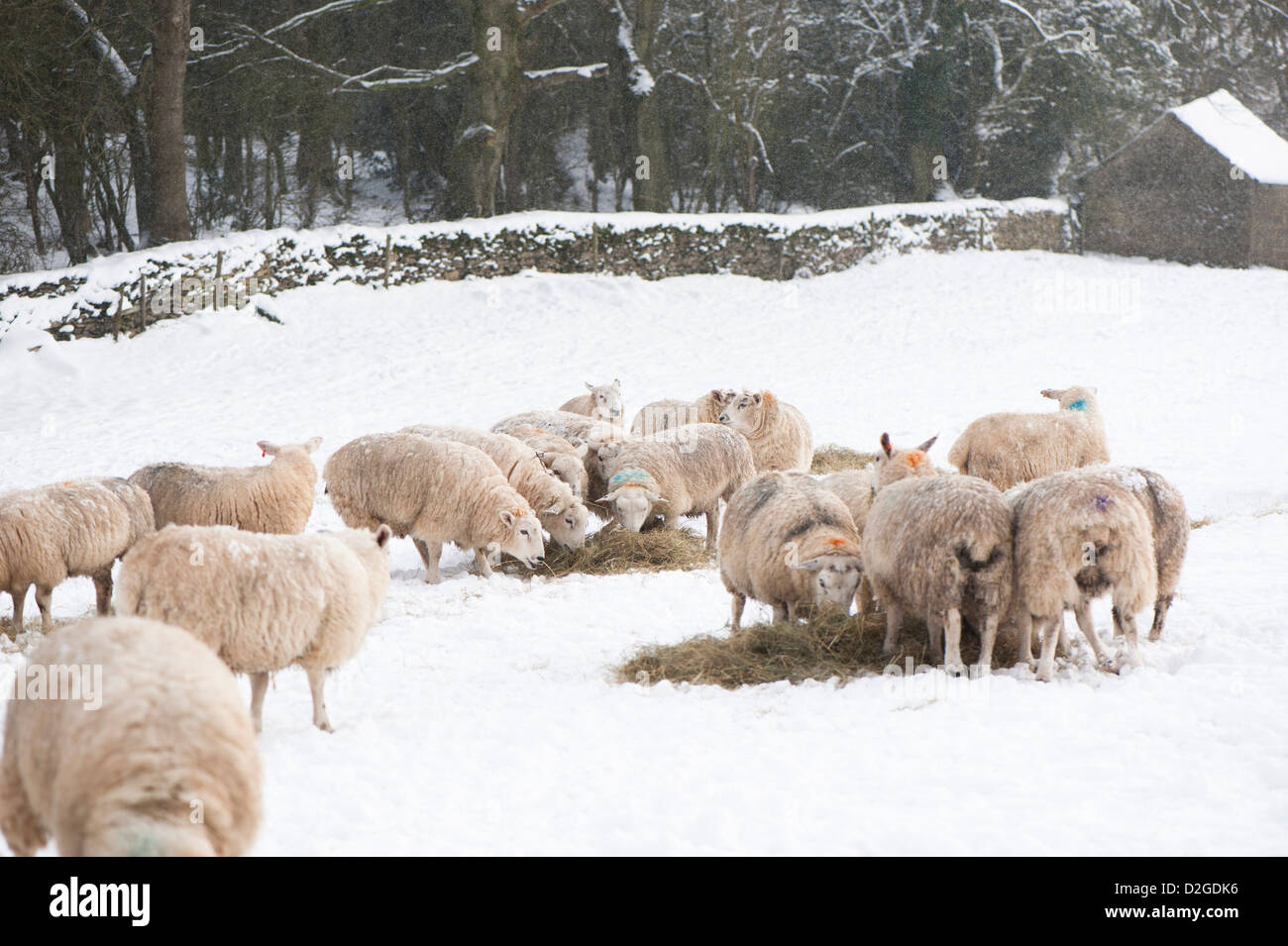Sheep eating hay in a snow-covered field near Stroud, Gloucestershire ...