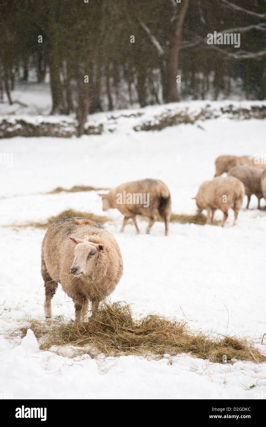 Winter 2013 frozen sheep hi-res stock photography and images - Alamy