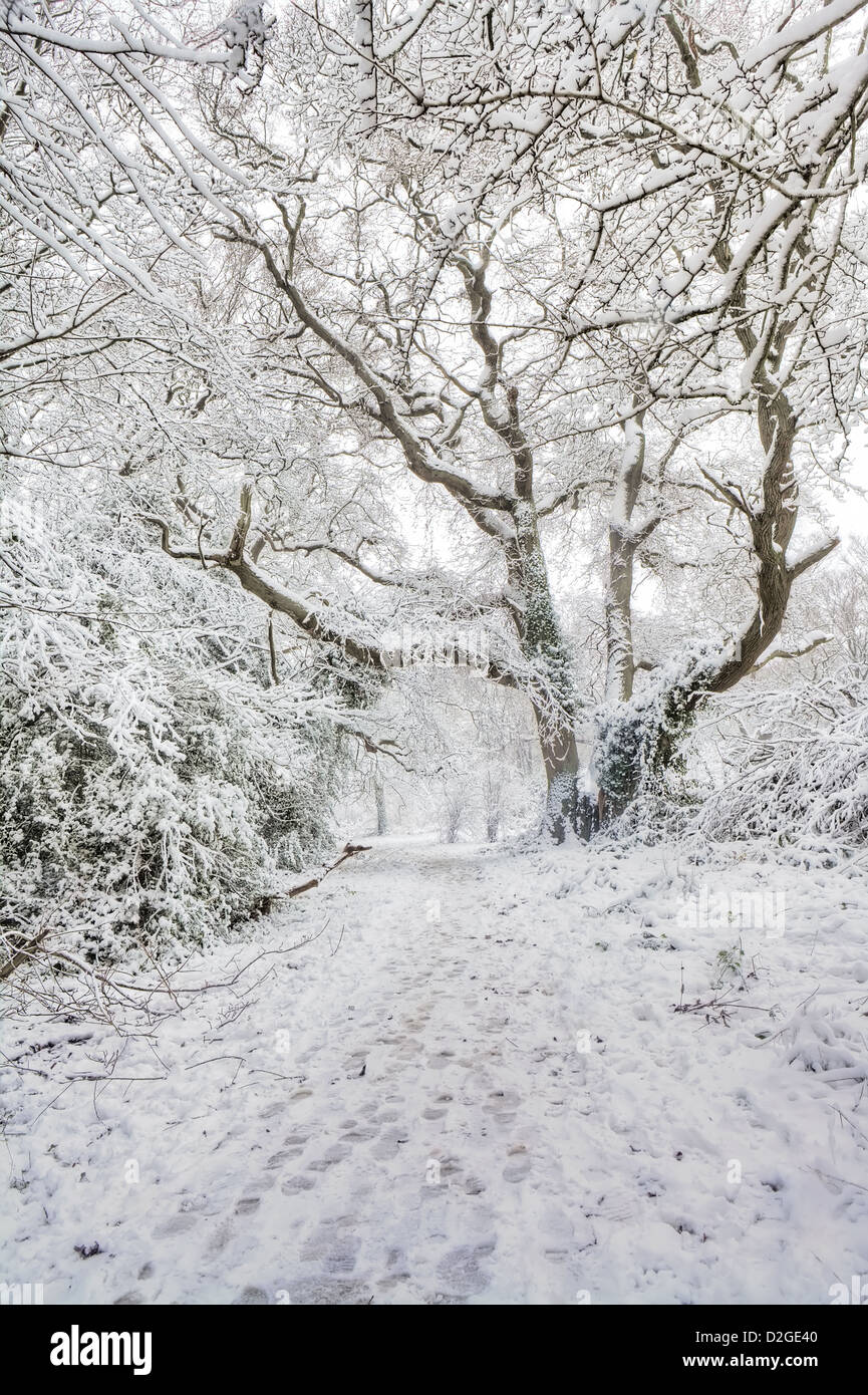Empty winter park path hi-res stock photography and images - Alamy
