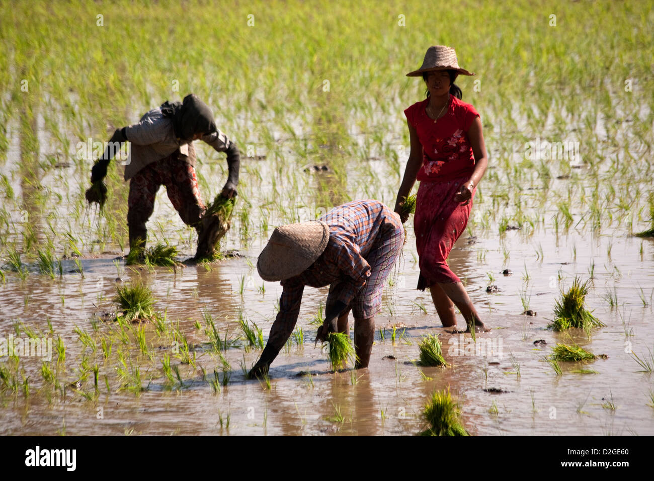 Women working in rice fields, Myanmar Stock Photo - Alamy