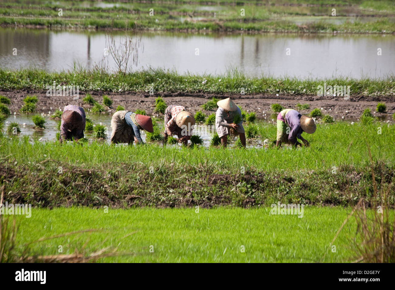 Women working in rice fields, Myanmar Stock Photo - Alamy
