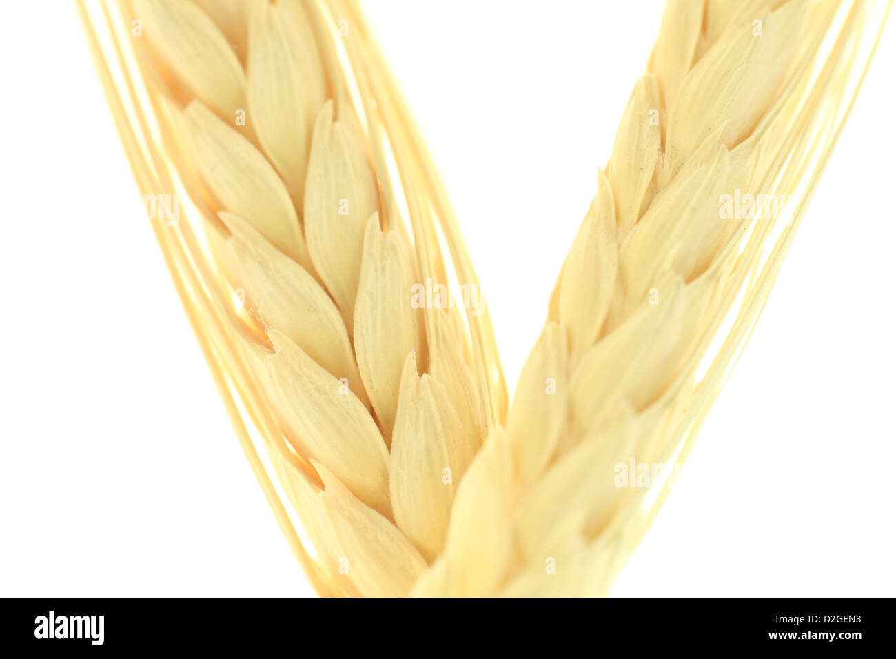 Grain minimum depth of field on white background Stock Photo - Alamy