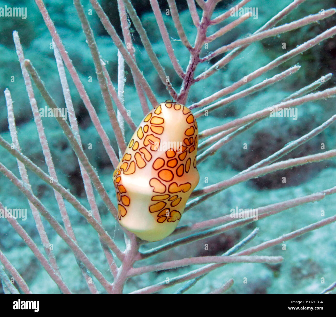 A Flamingo Tongue snail clings to a soft coral Stock Photo - Alamy