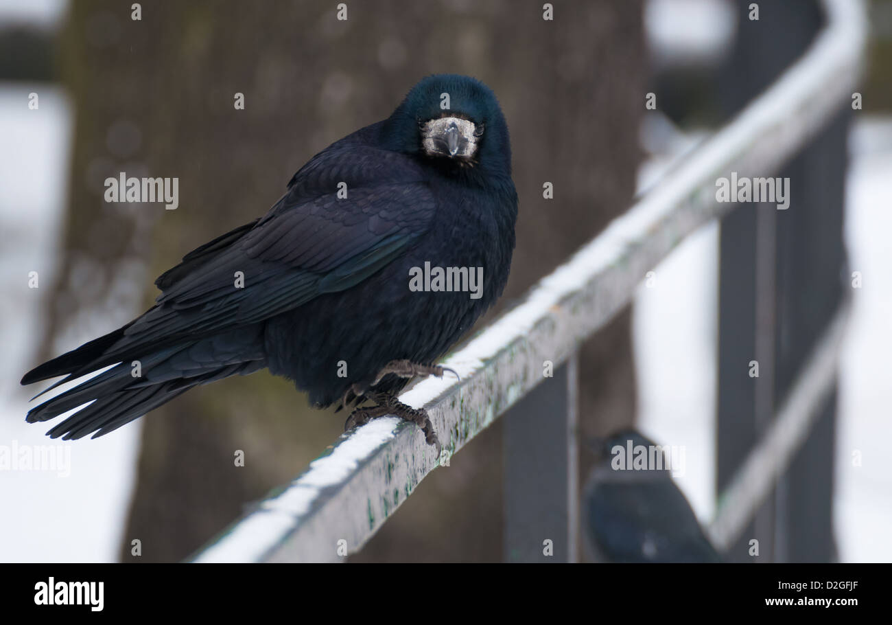 Curvus hi-res stock photography and images - Alamy