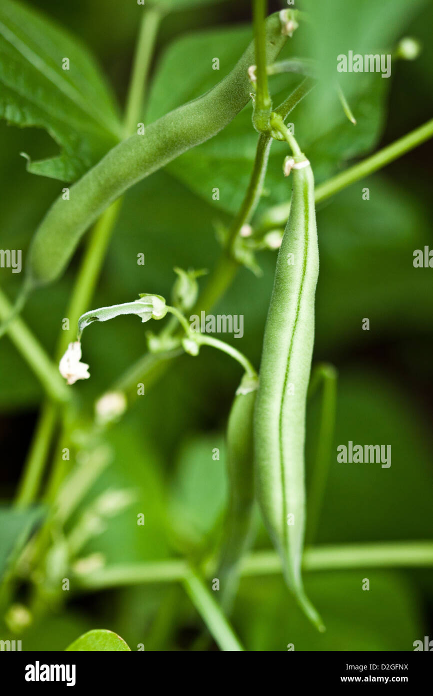 Ohio gardening hi-res stock photography and images - Alamy
