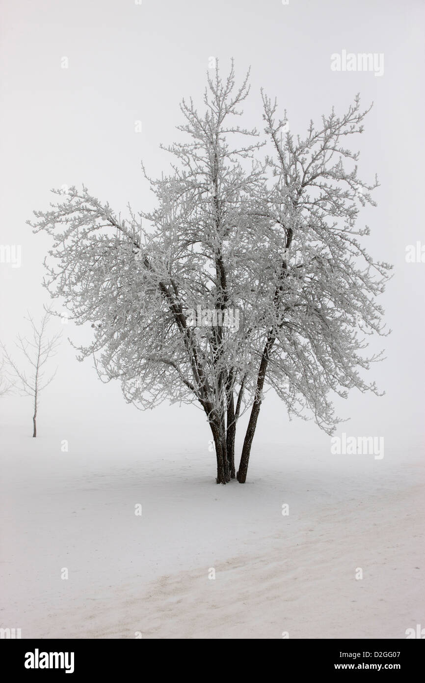 Fog landscape with tree hi-res stock photography and images - Alamy