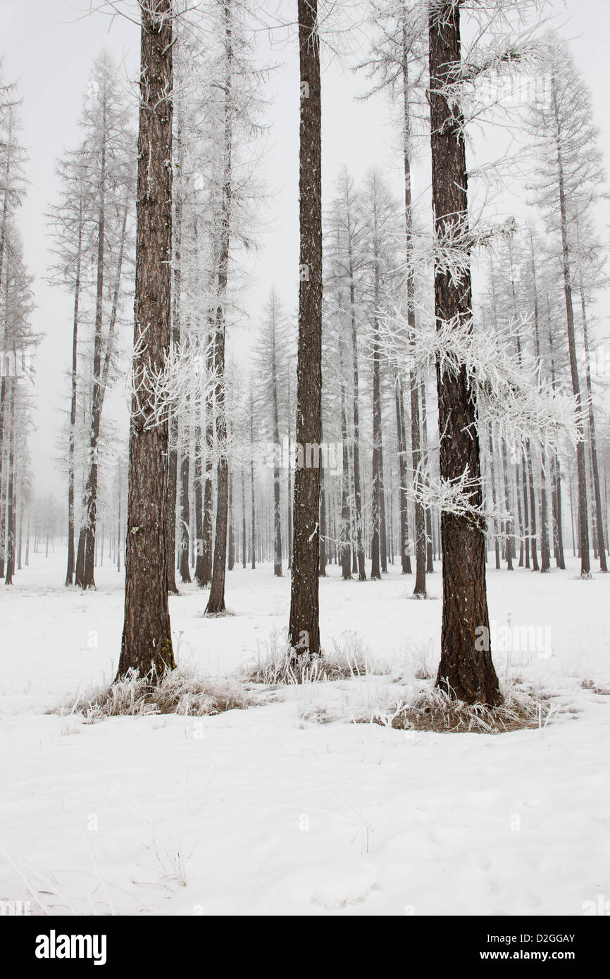 Pine trees layered in frost Stock Photo - Alamy