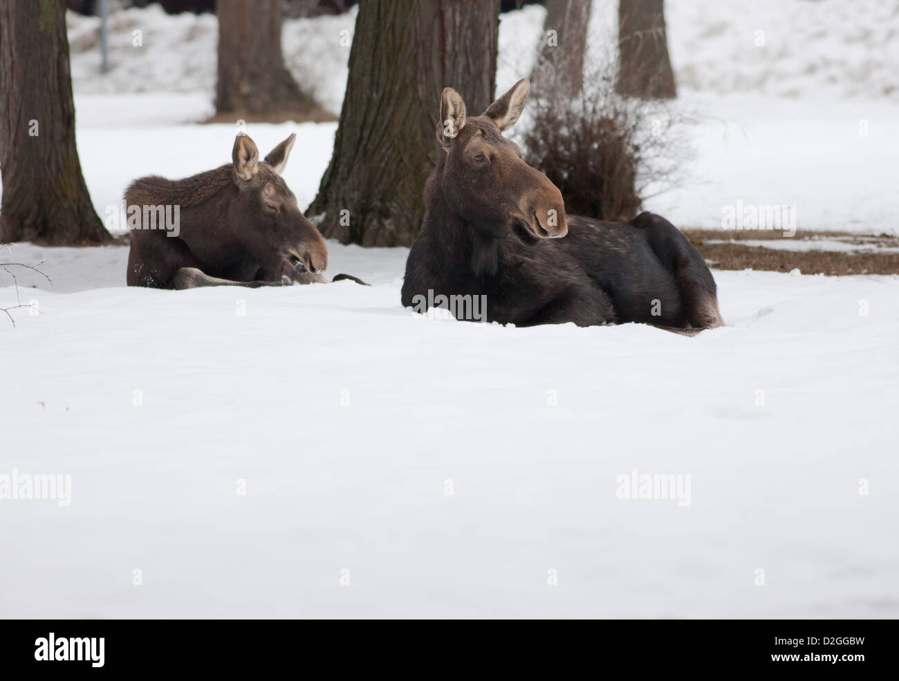 Two moose hi-res stock photography and images - Alamy