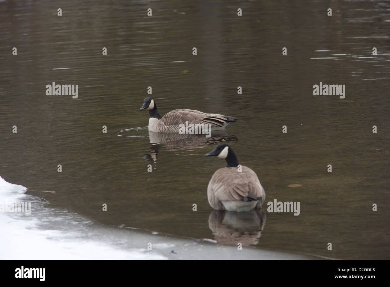 Two geese in lake Stock Photo - Alamy