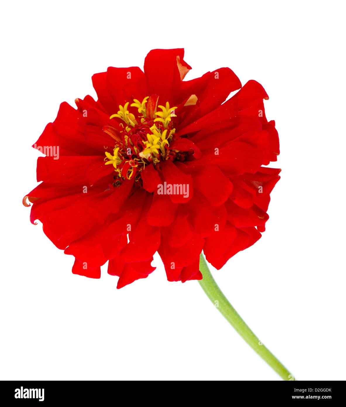 Red flower. Isolated on white background Stock Photo - Alamy