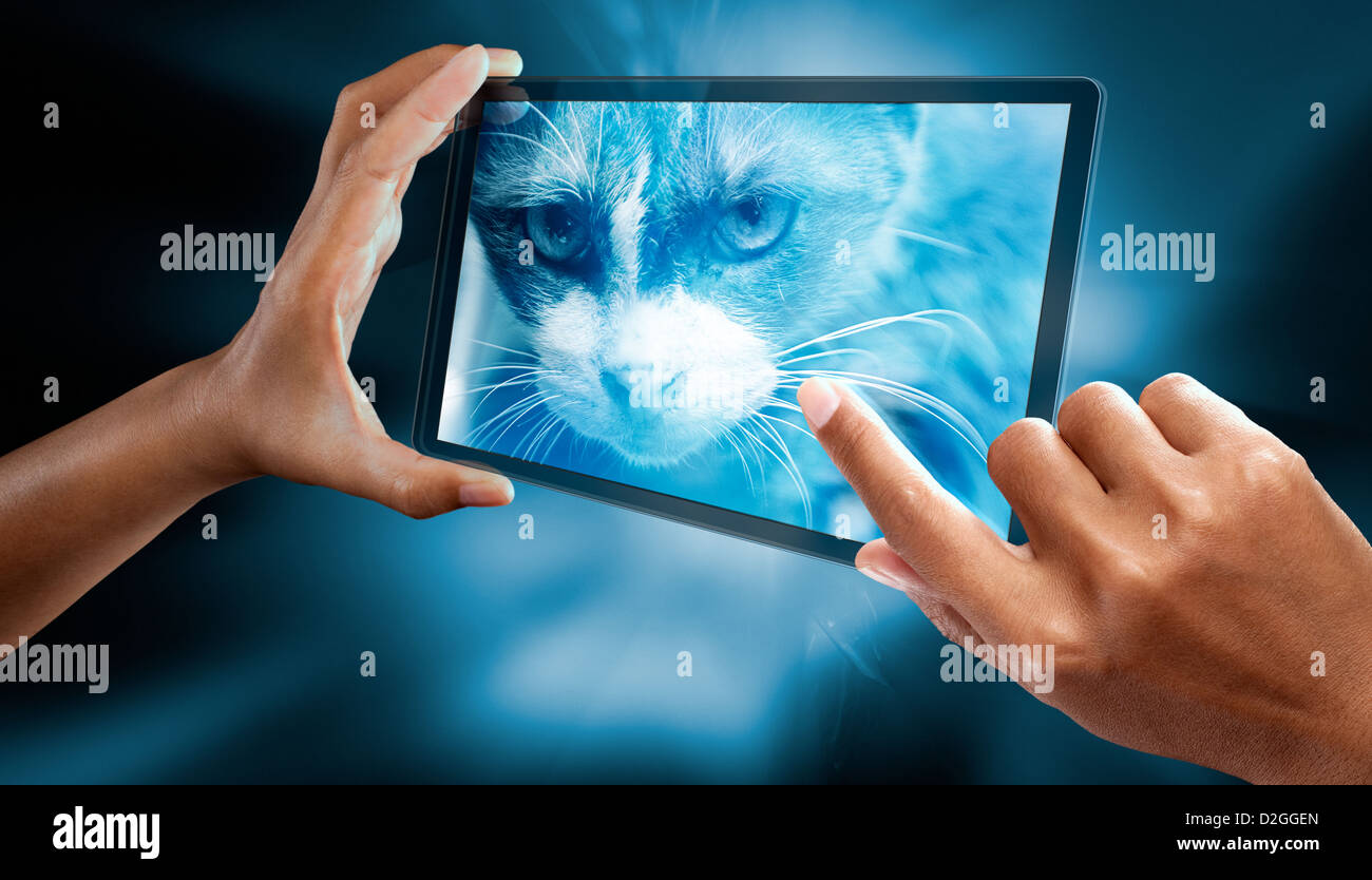 a woman hands use a digital tablet to watch a picture of cat Stock ...
